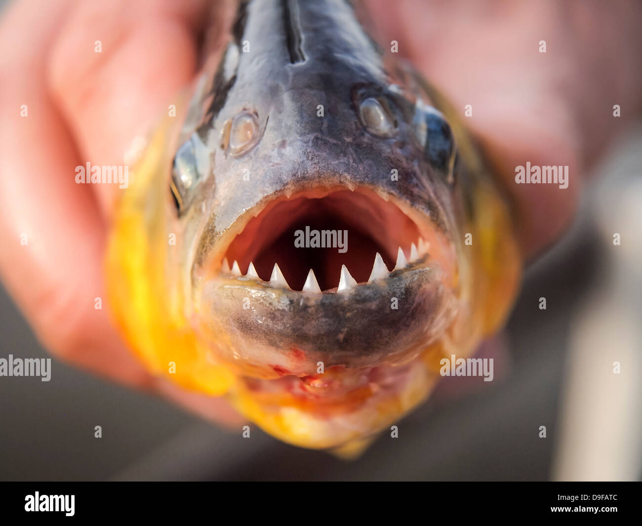 Piranha Fish Teeth
