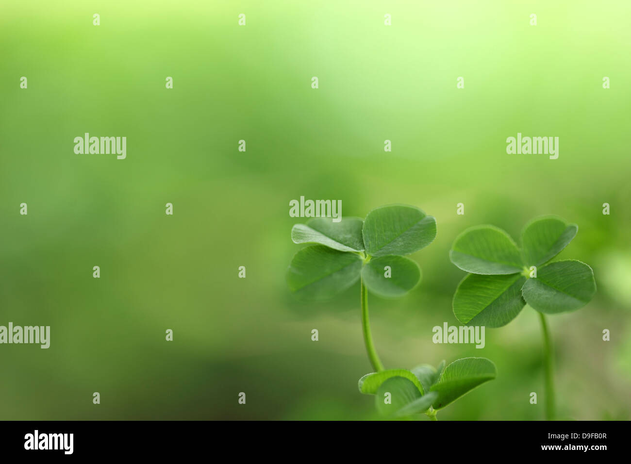 Two leaf clover hi-res stock photography and images - Alamy