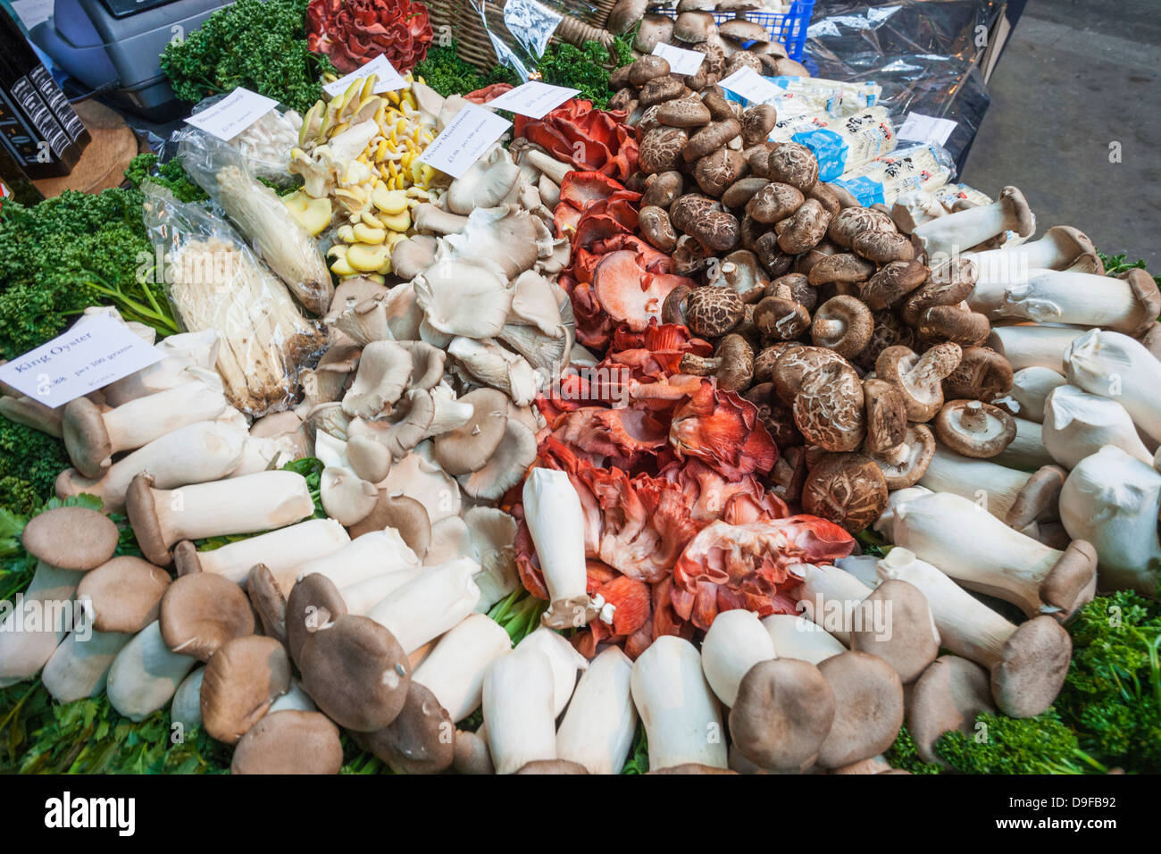 Mushrooms display variety selection hi-res stock photography and images ...