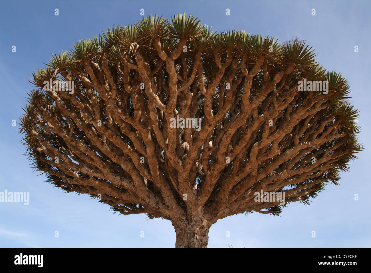 Dragon's Blood Tree of Socotra island, Yemen Stock Photo - Alamy