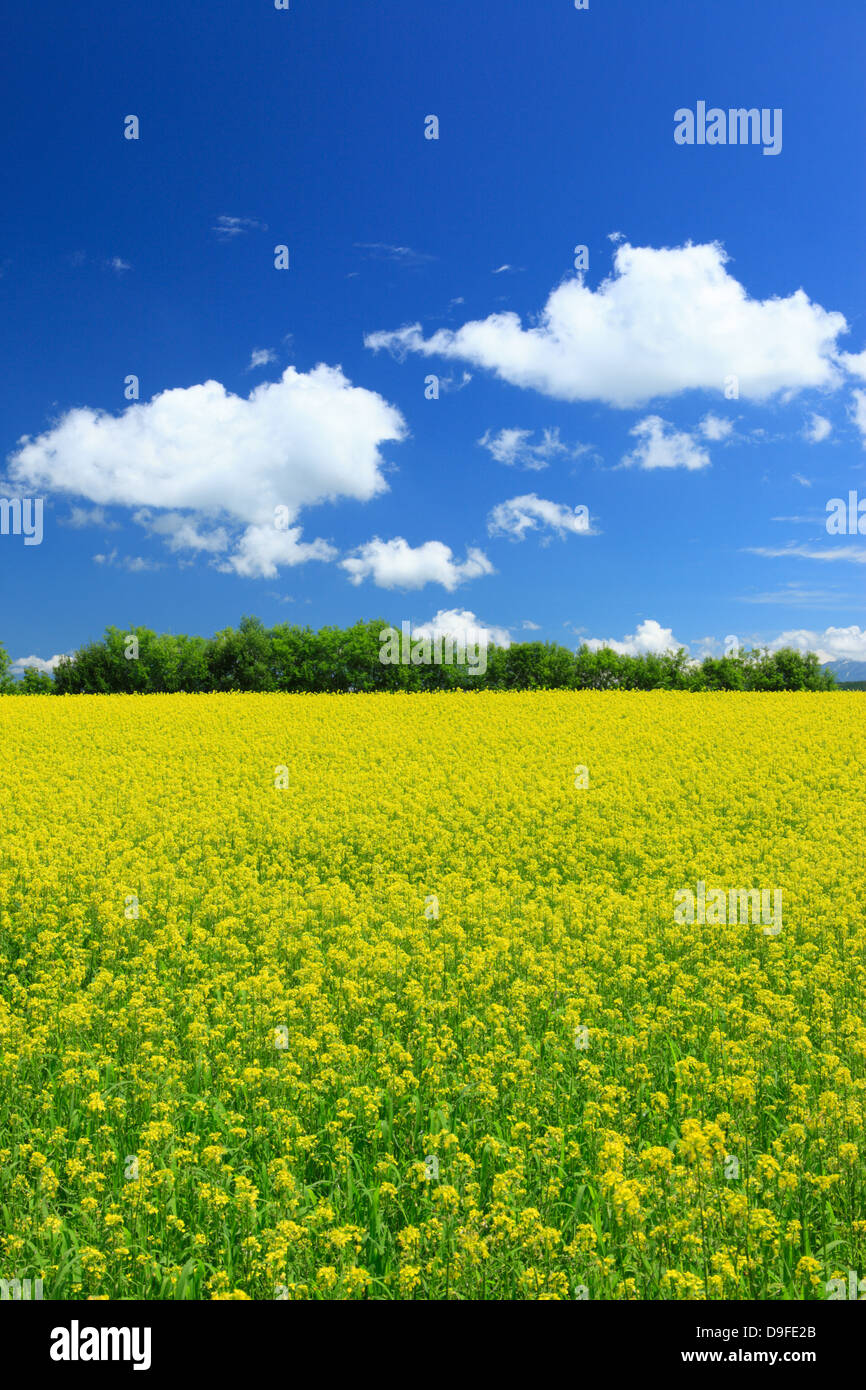 Indian mustard field hi-res stock photography and images - Alamy