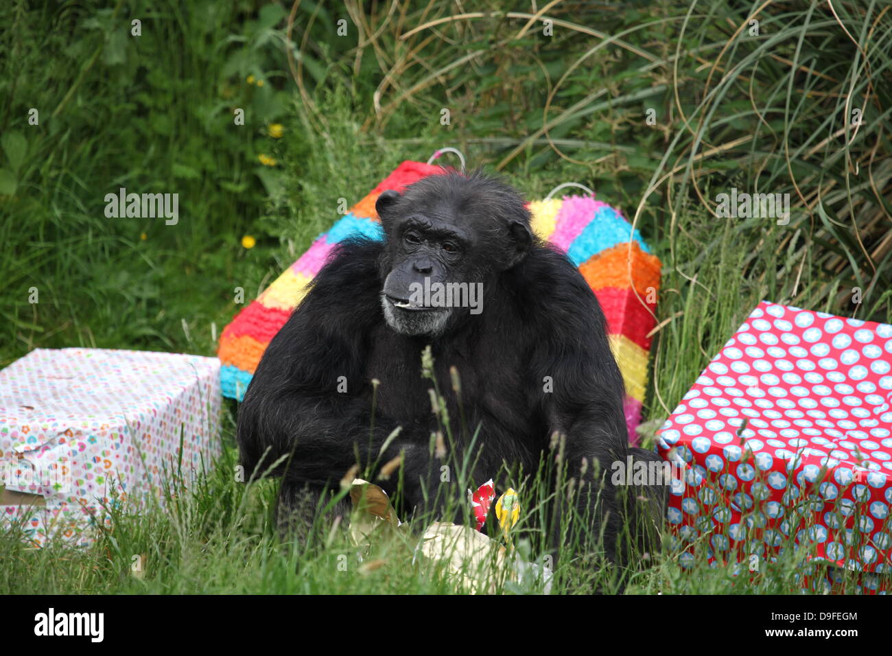 Koko the chimpanzee, the Zoo's oldest resident, celebrates her 40th ...