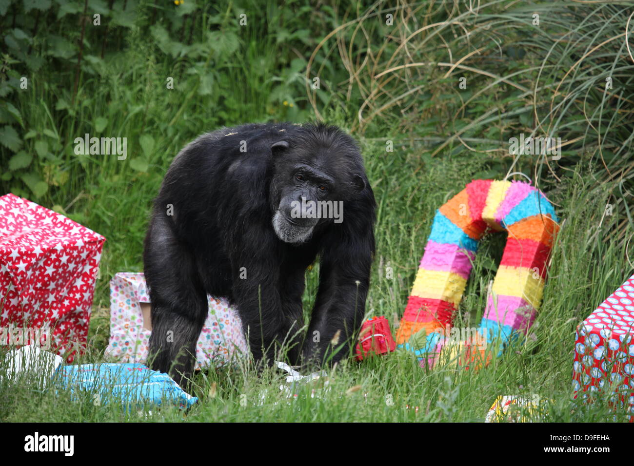 Koko the chimpanzee, the Zoo's oldest resident, celebrates her 40th ...