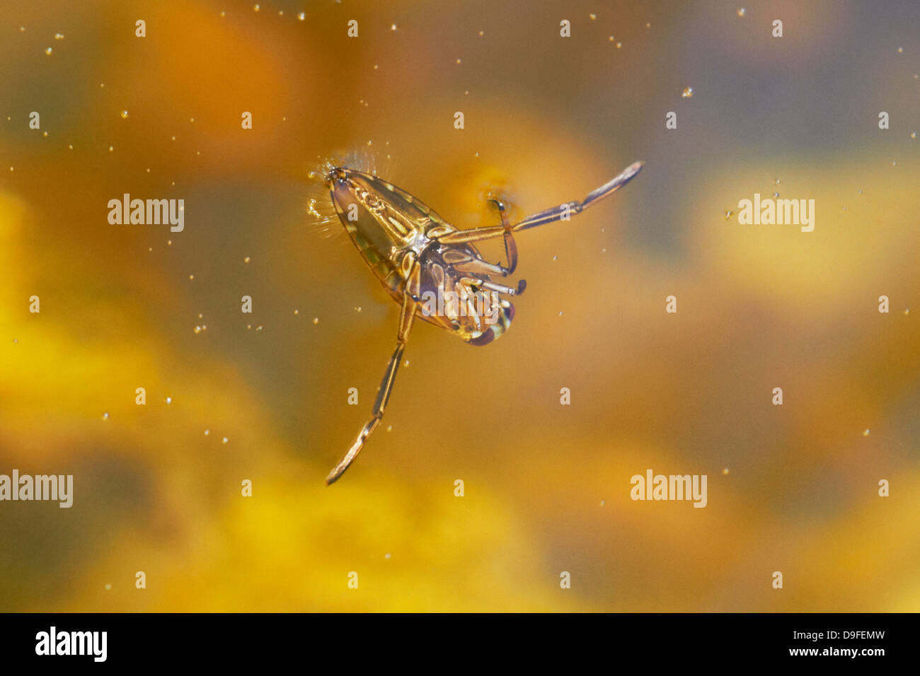 Backswimmer Insects High Resolution Stock Photography and Images - Alamy