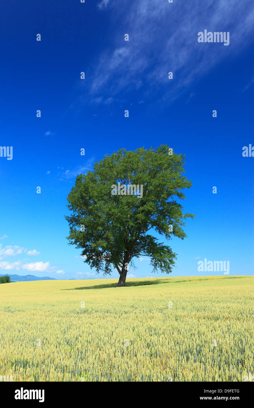 The tree of philosophy, Hokkaido Stock Photo - Alamy