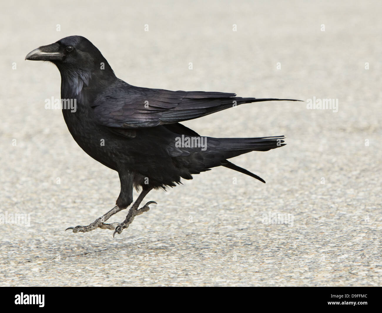 Covidae hi-res stock photography and images - Alamy