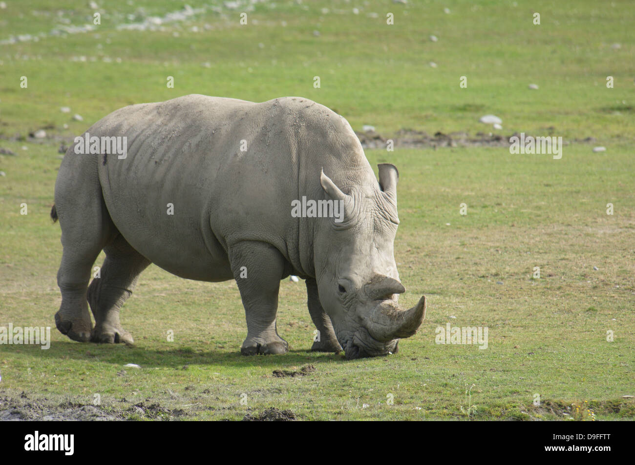 A grazing rhinoceros on a vast African grassland Stock Photo - Alamy