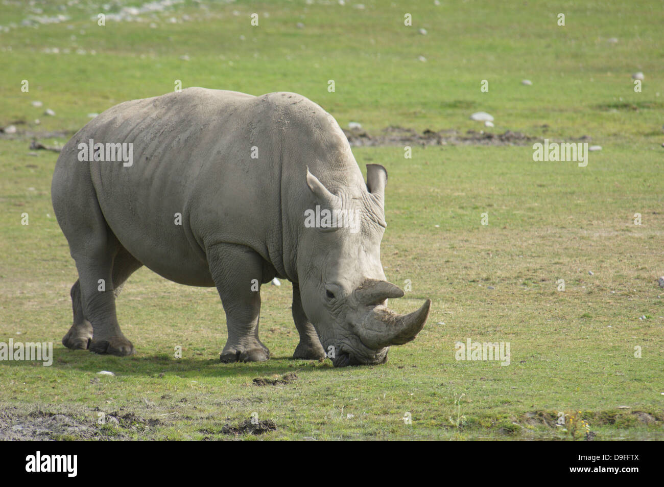 A grazing rhinoceros on a vast African grassland Stock Photo - Alamy