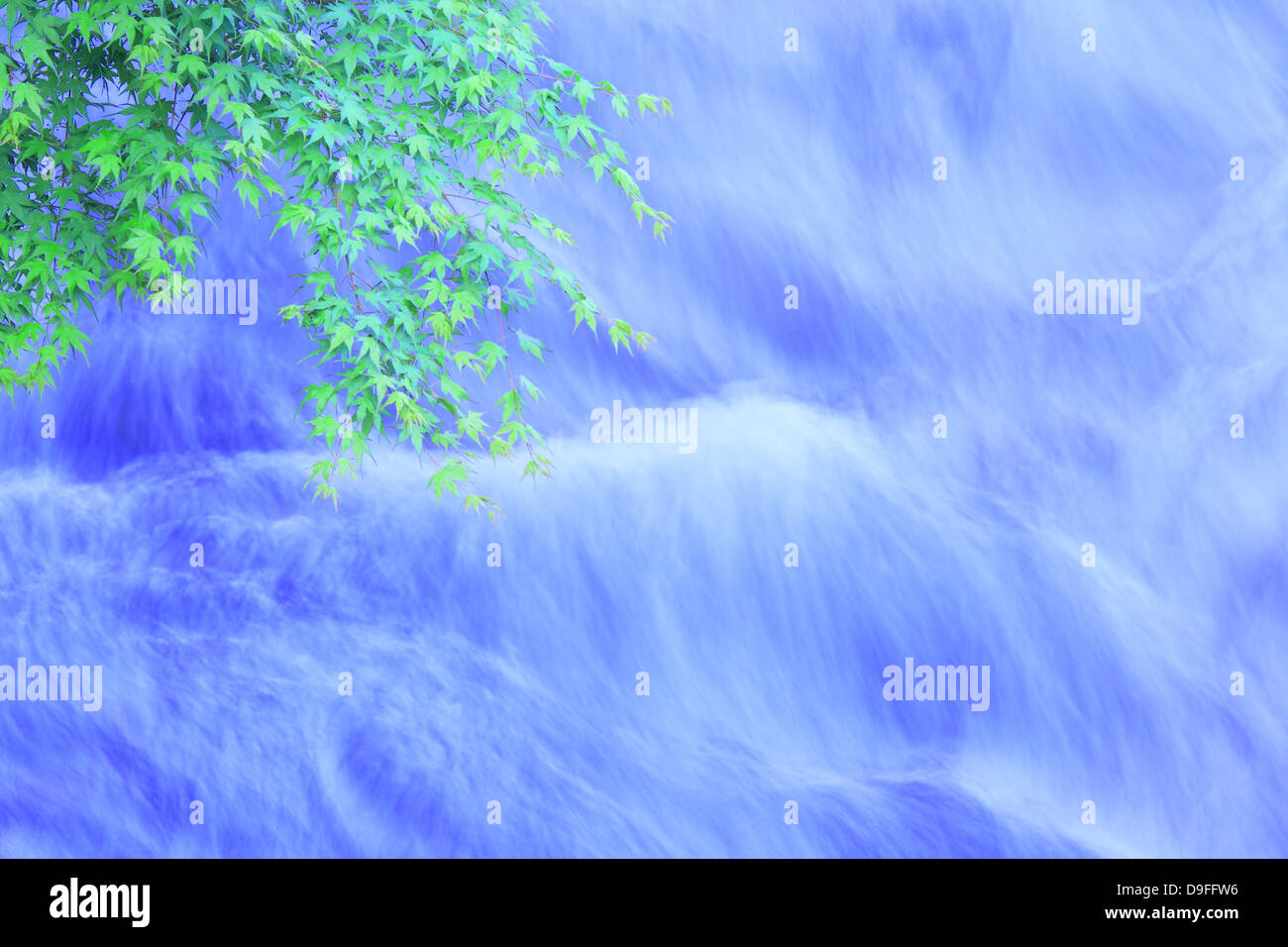 Green maple leaves and water stream Stock Photo - Alamy