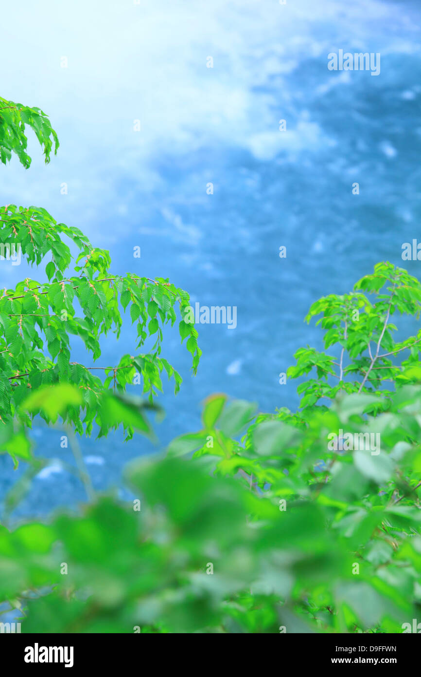 Green leaves and water stream Stock Photo - Alamy