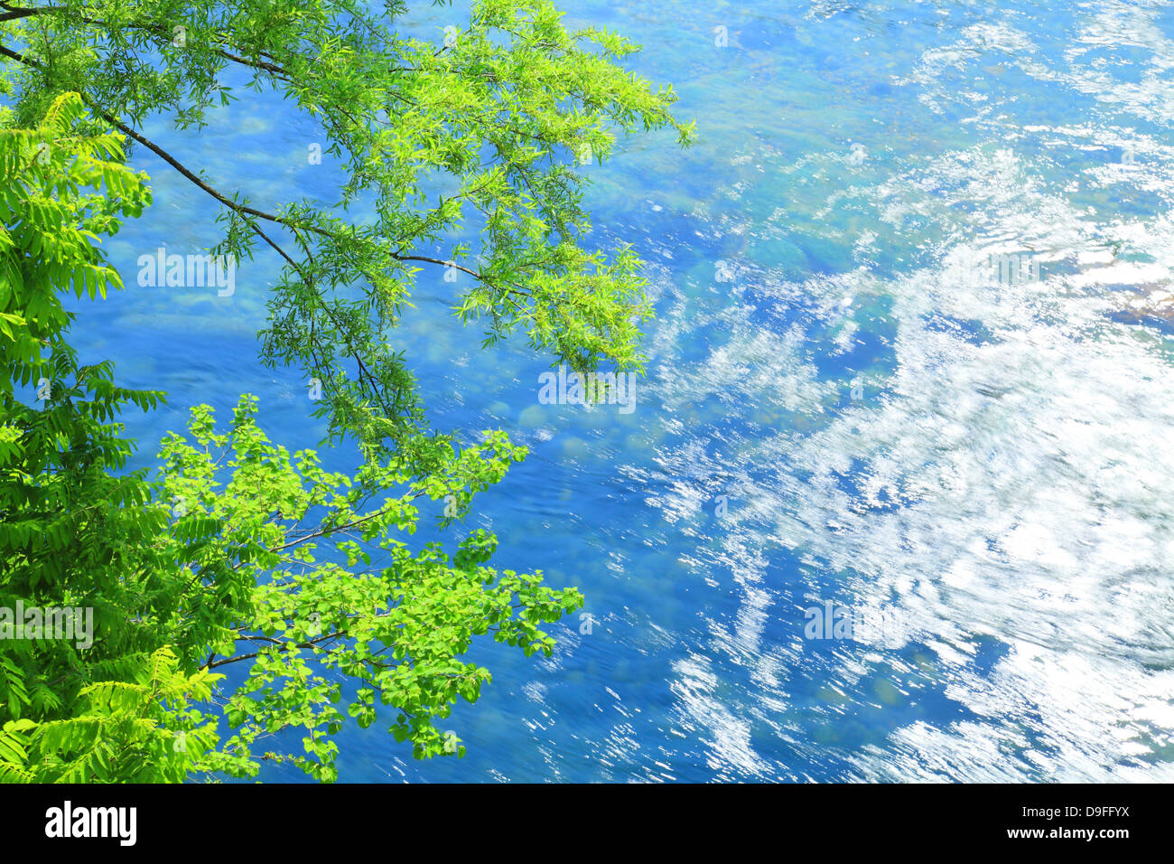 Green leaves and water stream Stock Photo - Alamy