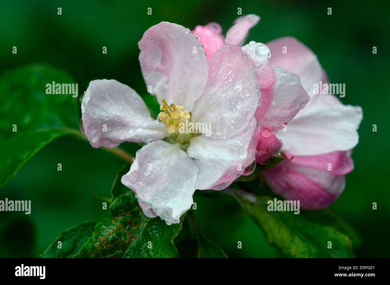 Apple flower blossom Stock Photo - Alamy