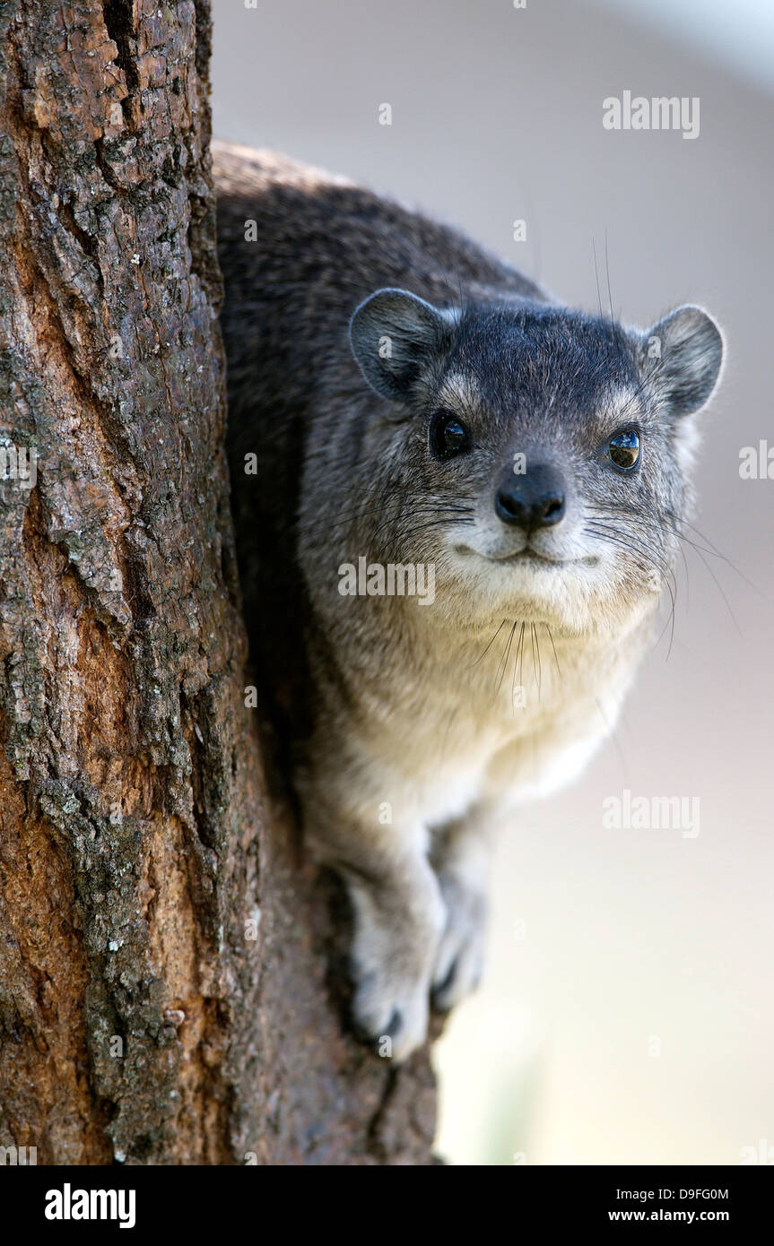 A rock hyrax takes up position on a vintage point to look out for ...