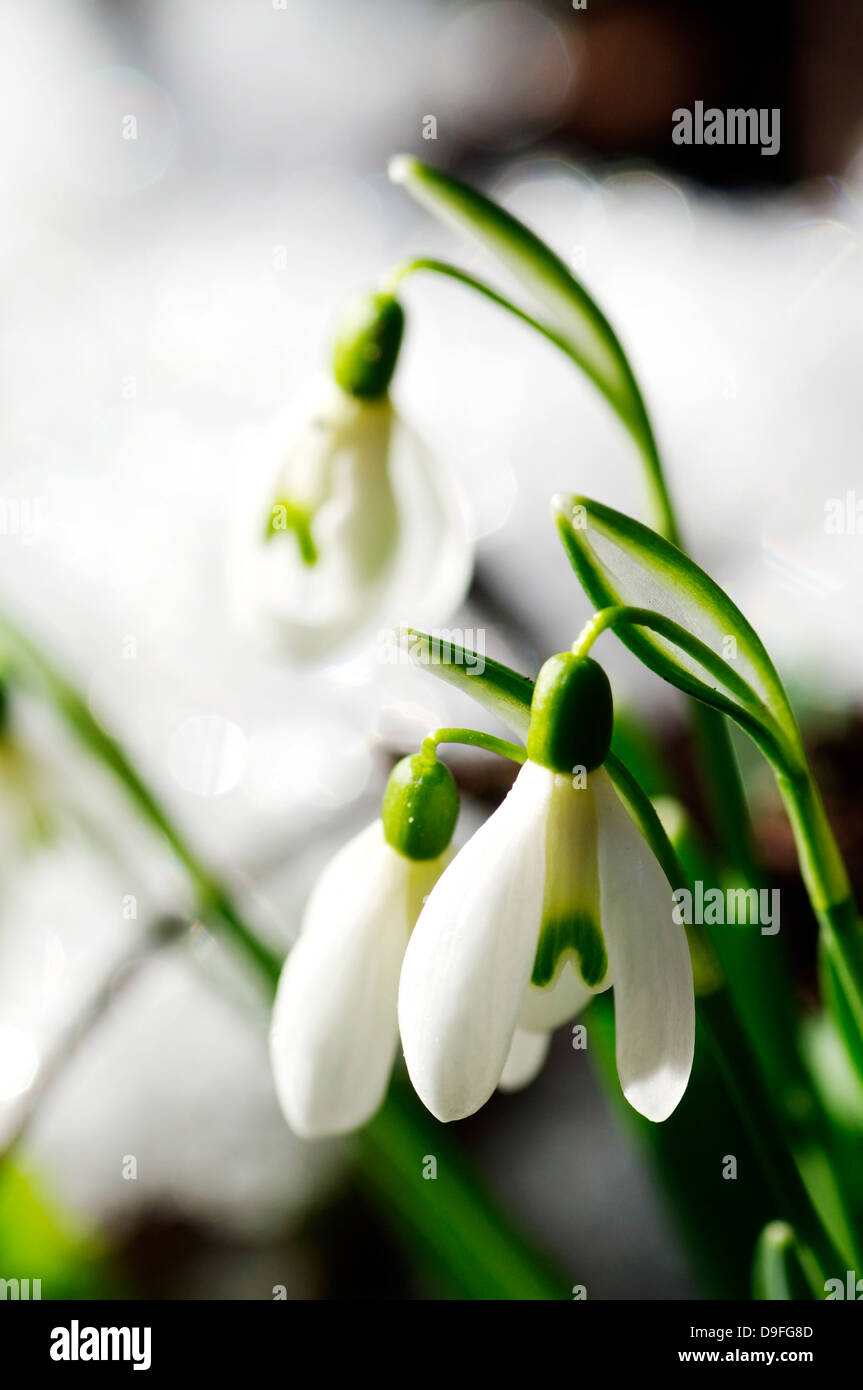 White snowdrops flower in sunny hi-res stock photography and images - Alamy