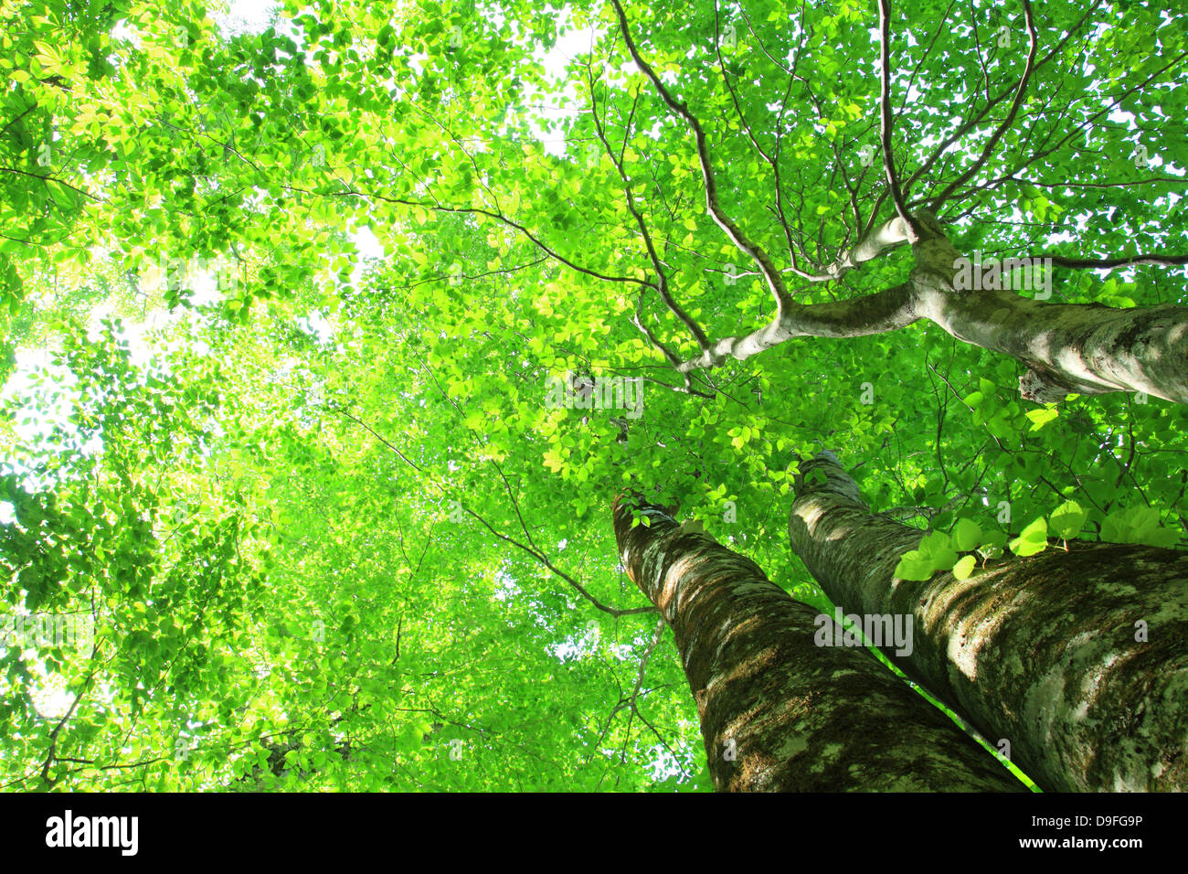 Beech forest, Akita Prefecture Stock Photo - Alamy