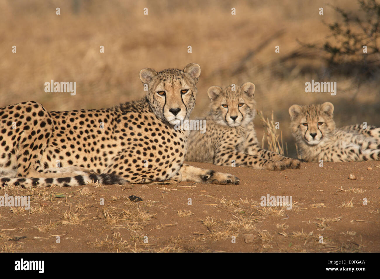 Cheetah in a group hi-res stock photography and images - Alamy