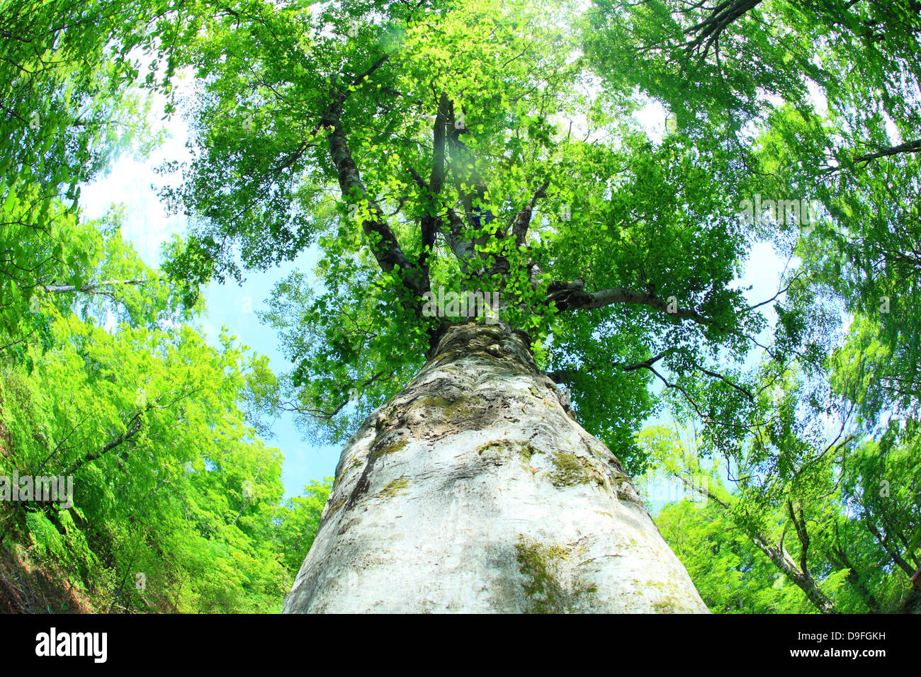 Old mountain beech tree hi-res stock photography and images - Alamy