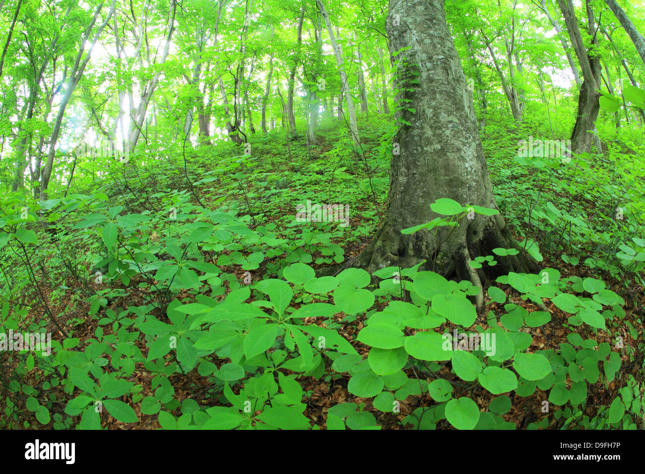 Shirakami mountain hi-res stock photography and images - Alamy