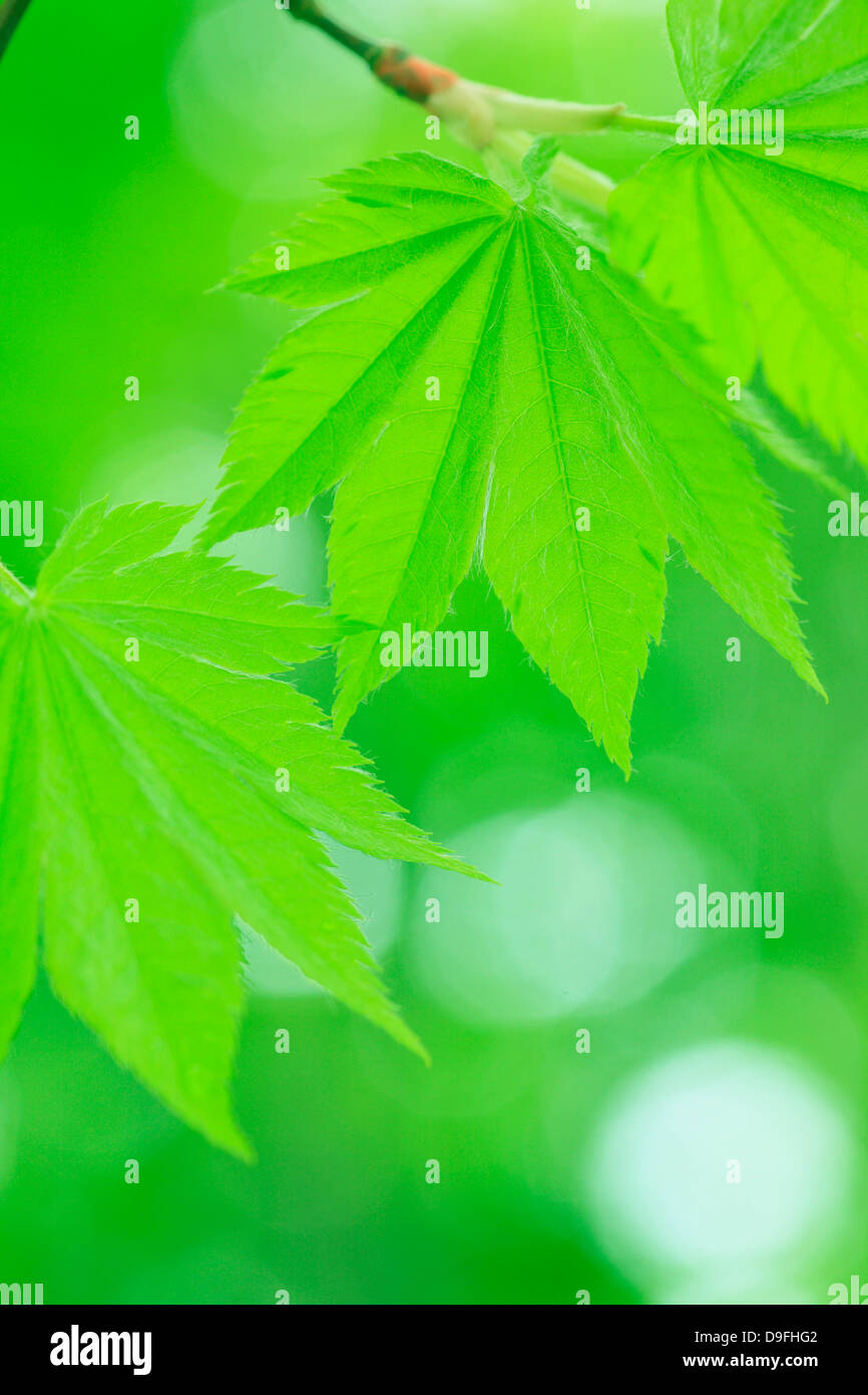 Green maple leaves Stock Photo - Alamy