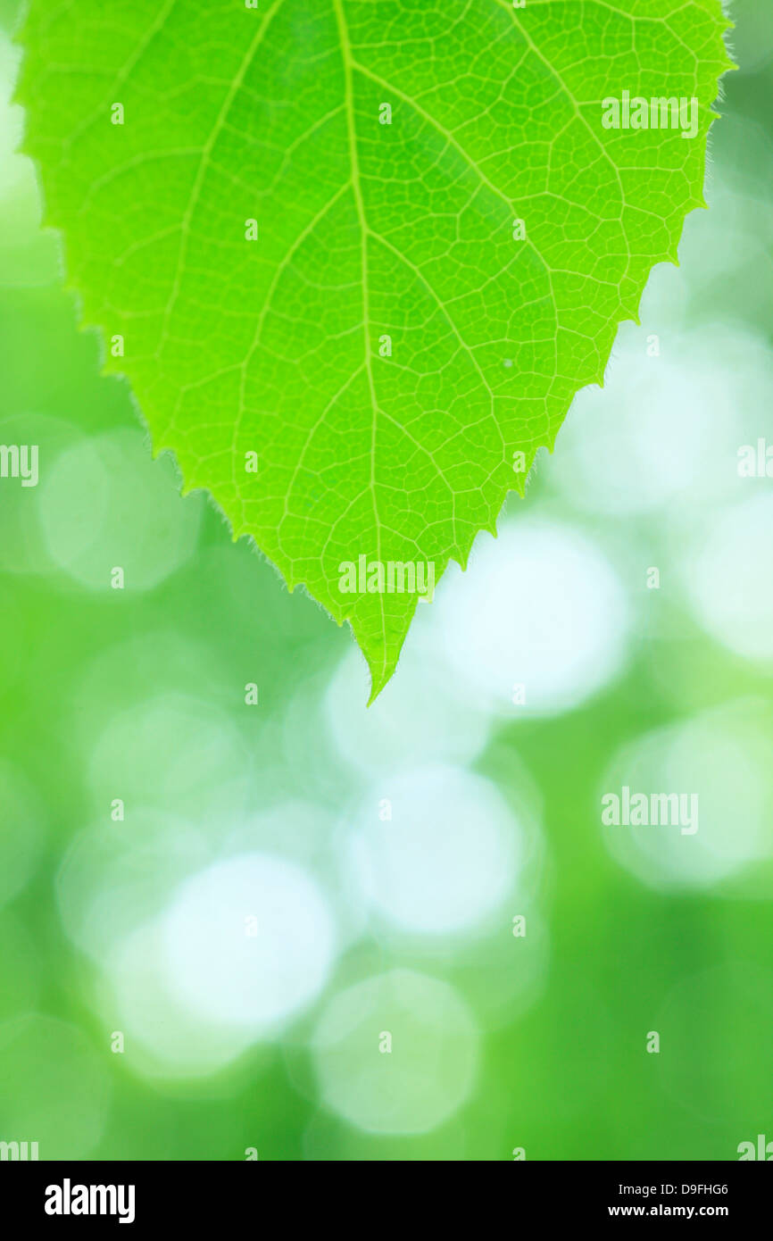 Notched leaf hi-res stock photography and images - Alamy