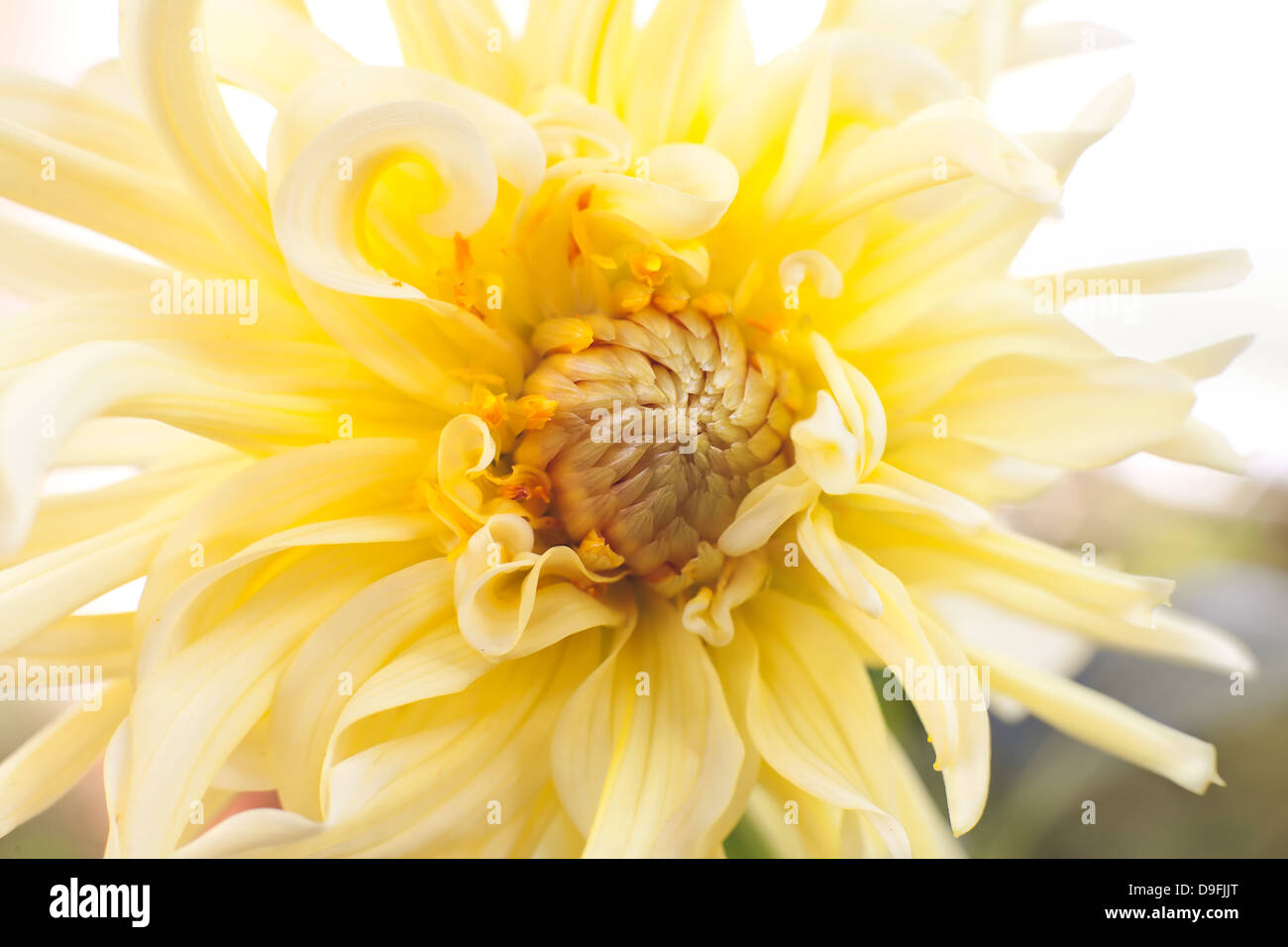 Yellow flower, close up photo Stock Photo - Alamy