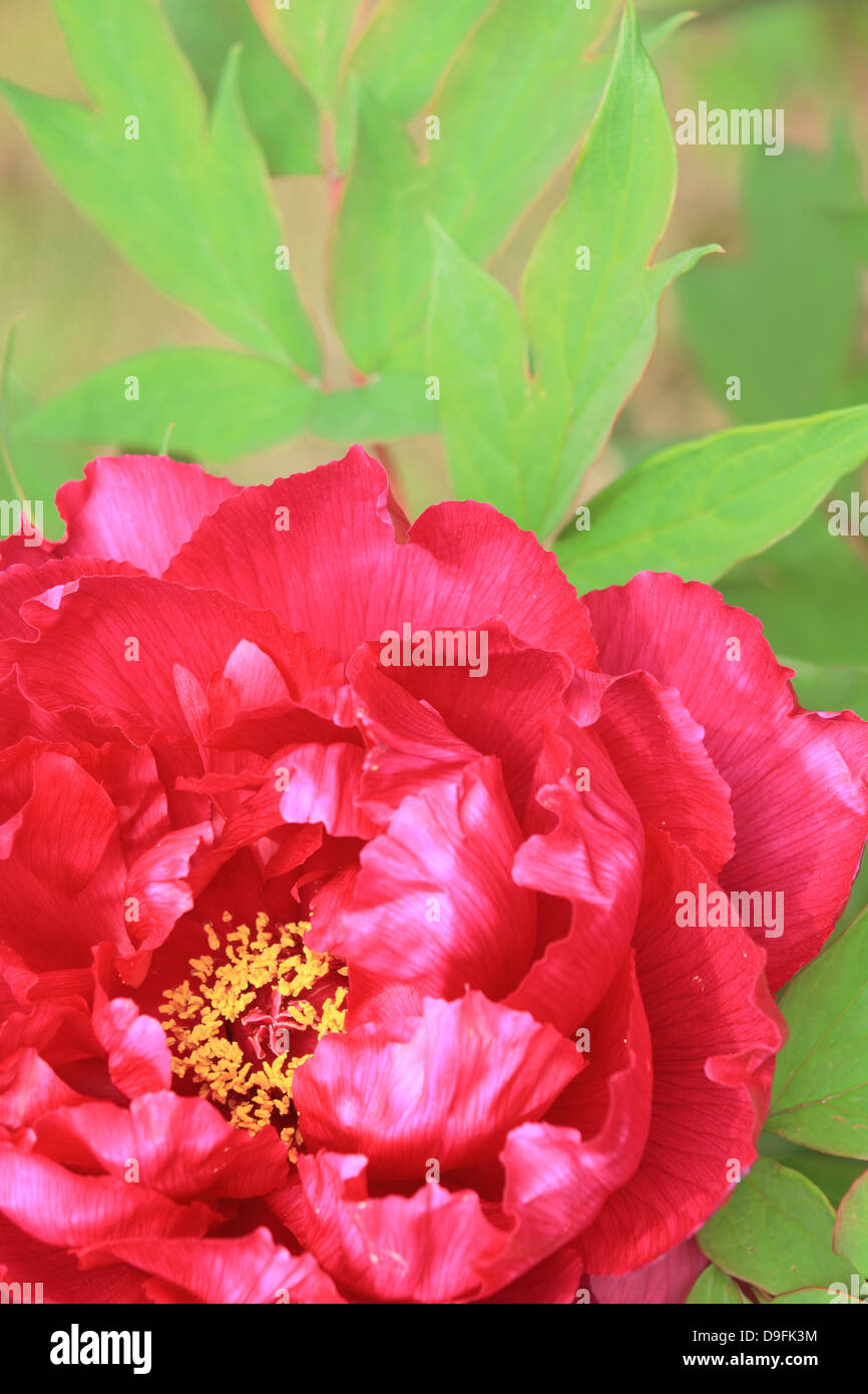 Button flower hi-res stock photography and images - Alamy