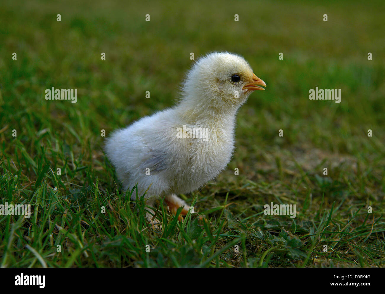Bantam Chick on Grass Stock Photo - Alamy