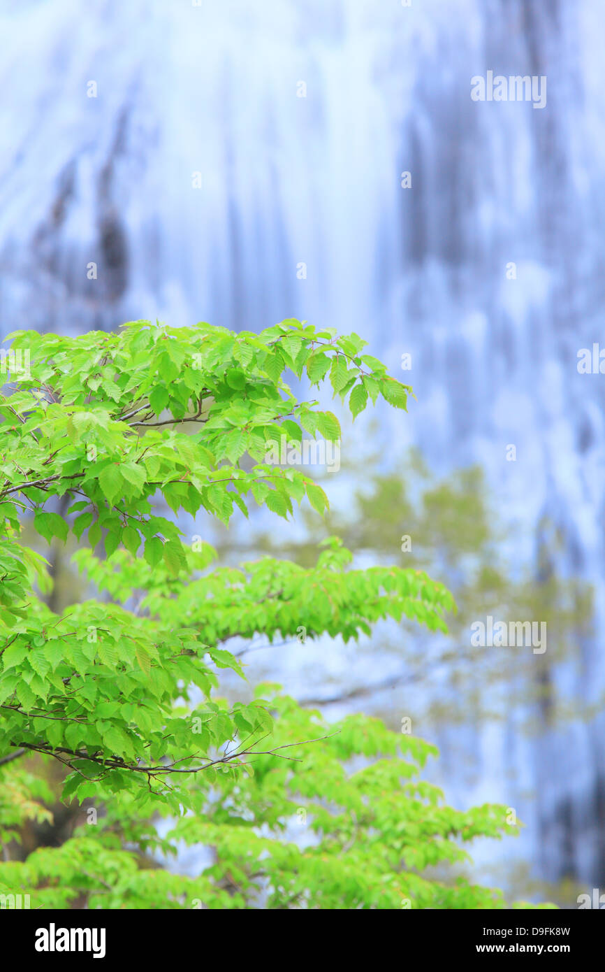 Green leaves and waterfall Stock Photo - Alamy