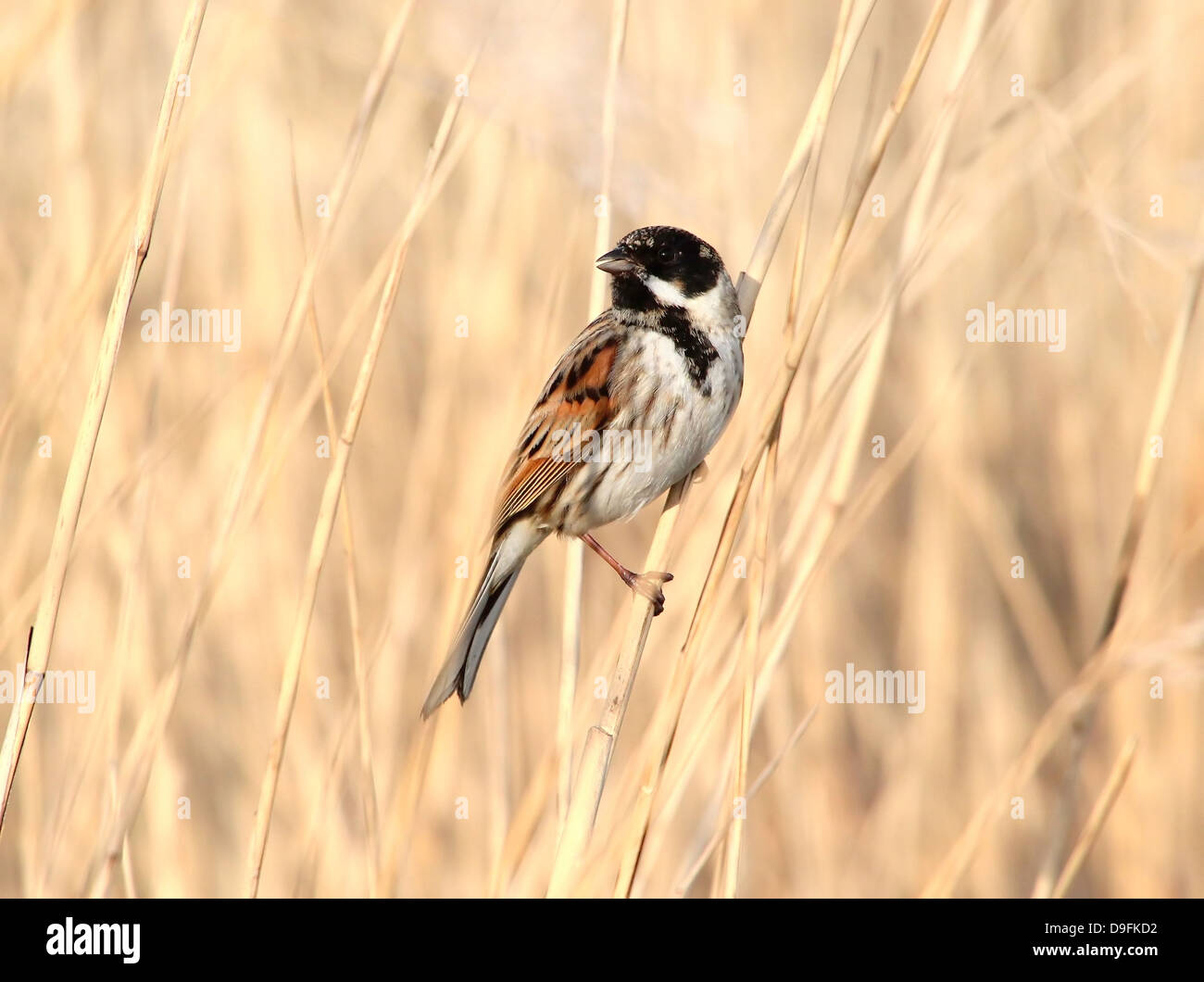 Male Reed Bunting (Emberiza schoeniclus Stock Photo - Alamy