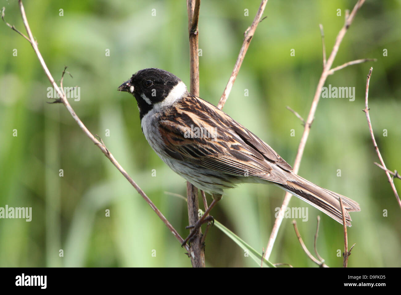 Male Reed Bunting (Emberiza schoeniclus) posing in a branch with some ...
