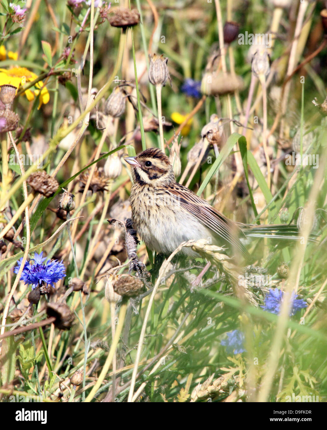 Close-up of a young Female Reed Bunting (Emberiza schoeniclus) posing ...