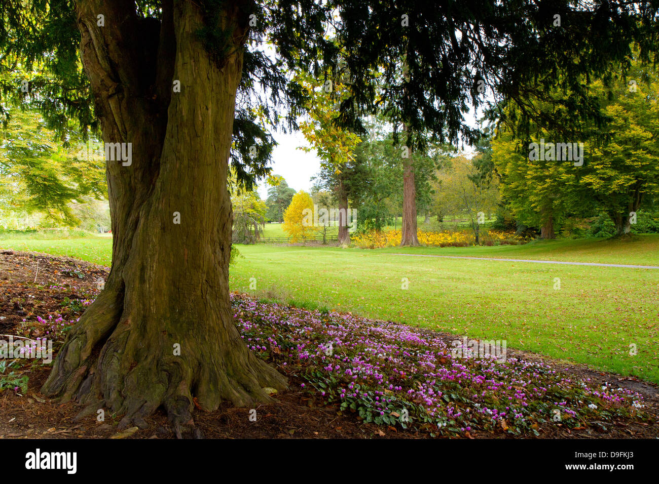 Pink flowers under a tree in a beautiful English park Stock Photo - Alamy