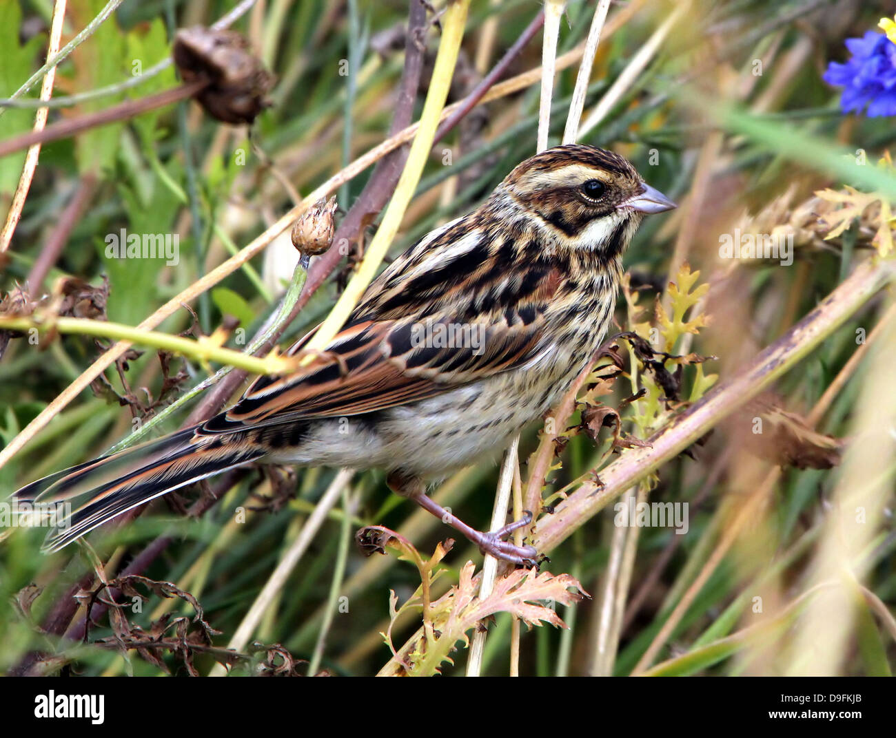 Corn bunting field hi-res stock photography and images - Alamy