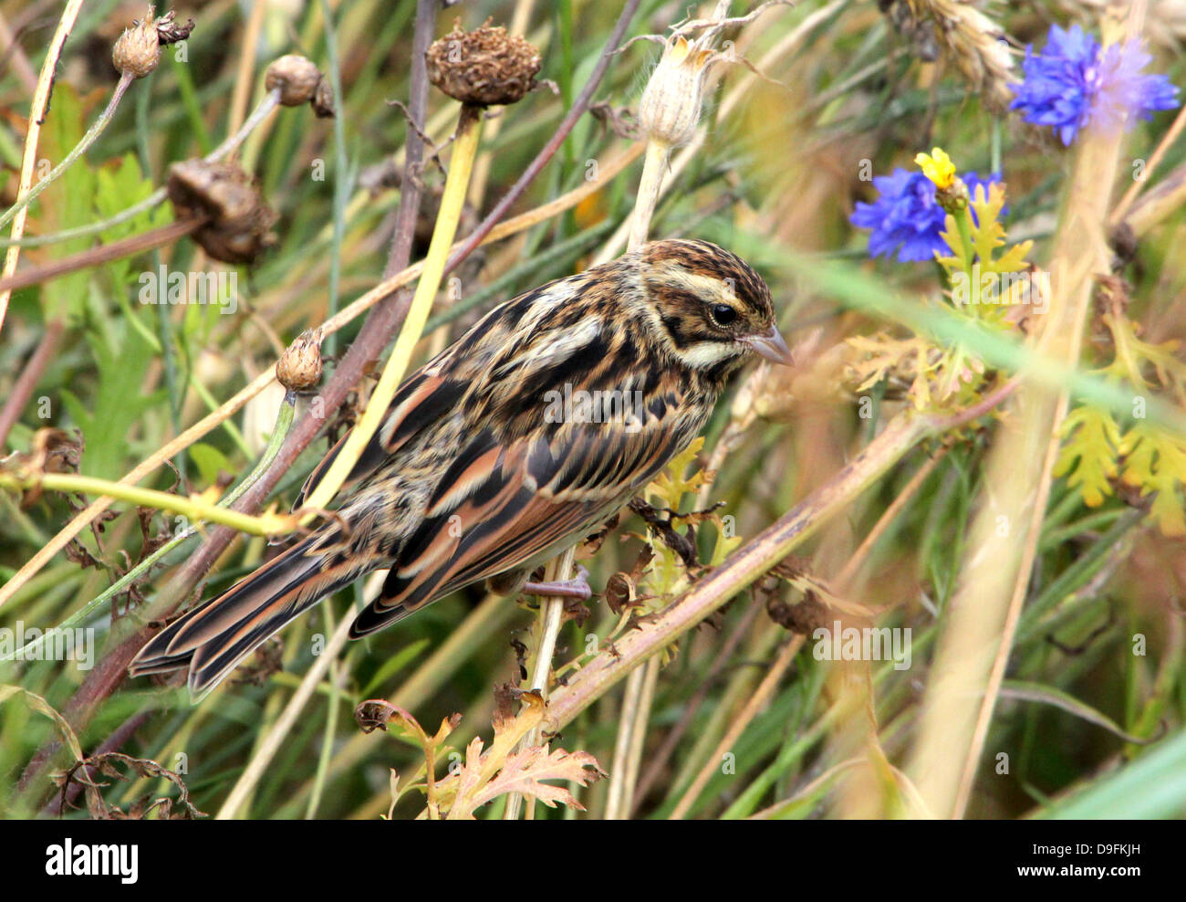 Close-up of a young Female Reed Bunting (Emberiza schoeniclus) posing ...