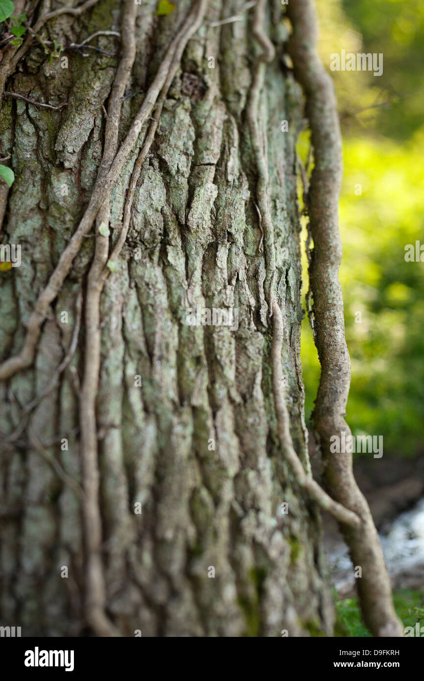 The trunk of a tree Stock Photo - Alamy