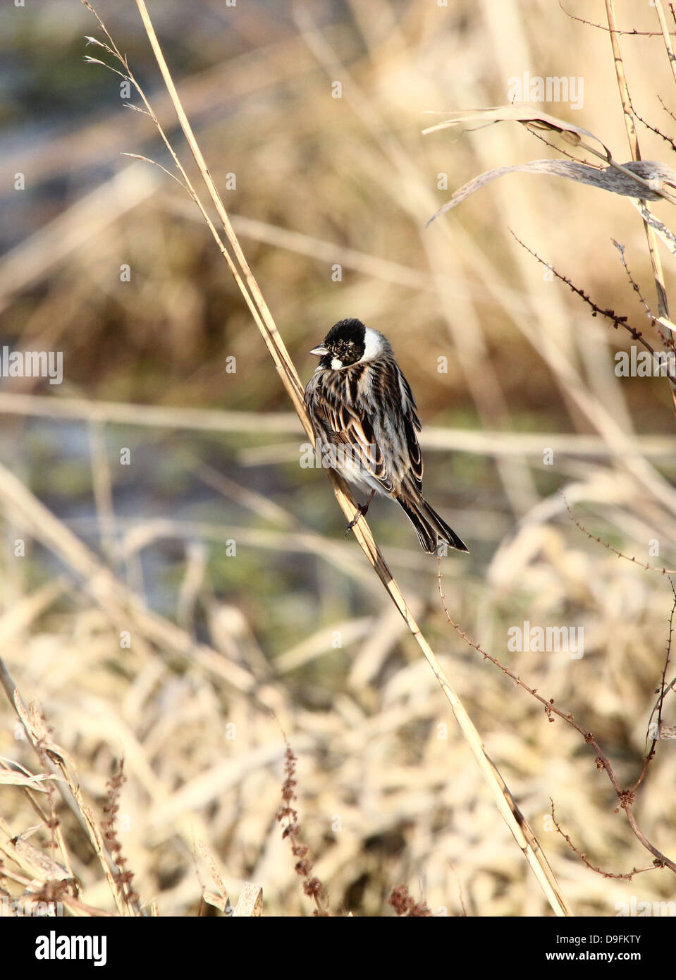 Male Reed Bunting (Emberiza schoeniclus Stock Photo - Alamy