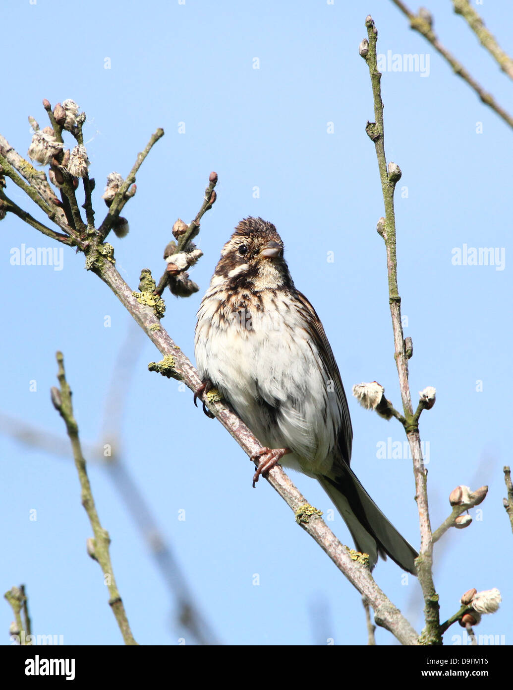 Female Reed Bunting (Emberiza schoeniclus) posing on a branch Stock ...