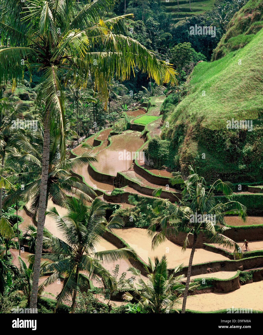 Terraced rice fields in Bali, Indonesia, Southeast Asia Stock Photo - Alamy