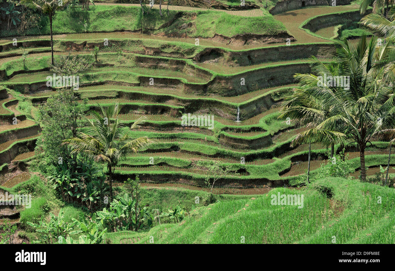 Terraced rice fields at Tegalagang, Bali, Indonesia, Southeast Asia ...