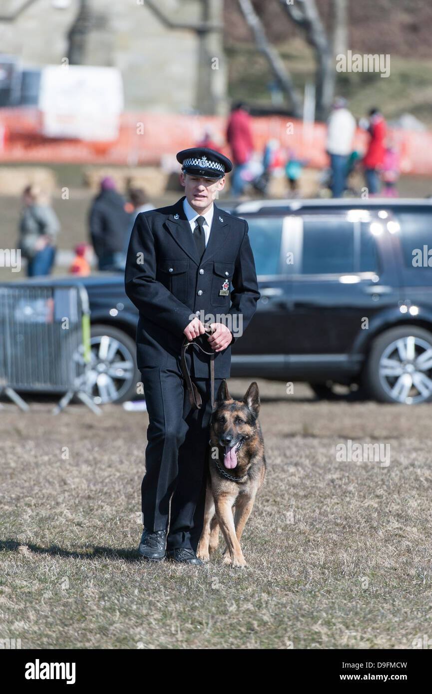 A Kent Police Dog & handler competing at the National Police Dog Trials ...