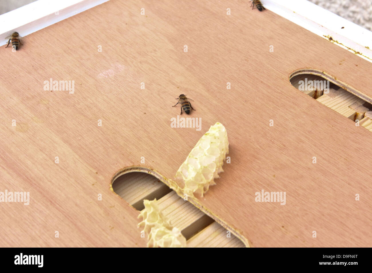 Beehive inspection hi-res stock photography and images - Alamy