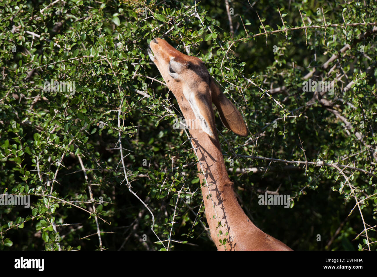 Gerenuk (Litocranius walleri), Samburu National Reserve, Kenya, East ...