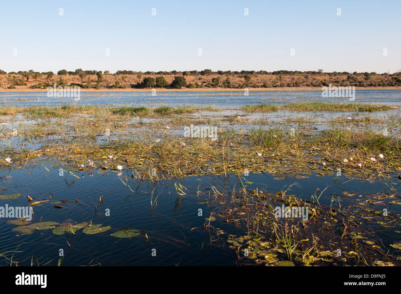 Chobe River, Chobe National Park, Botswana, Africa Stock Photo - Alamy