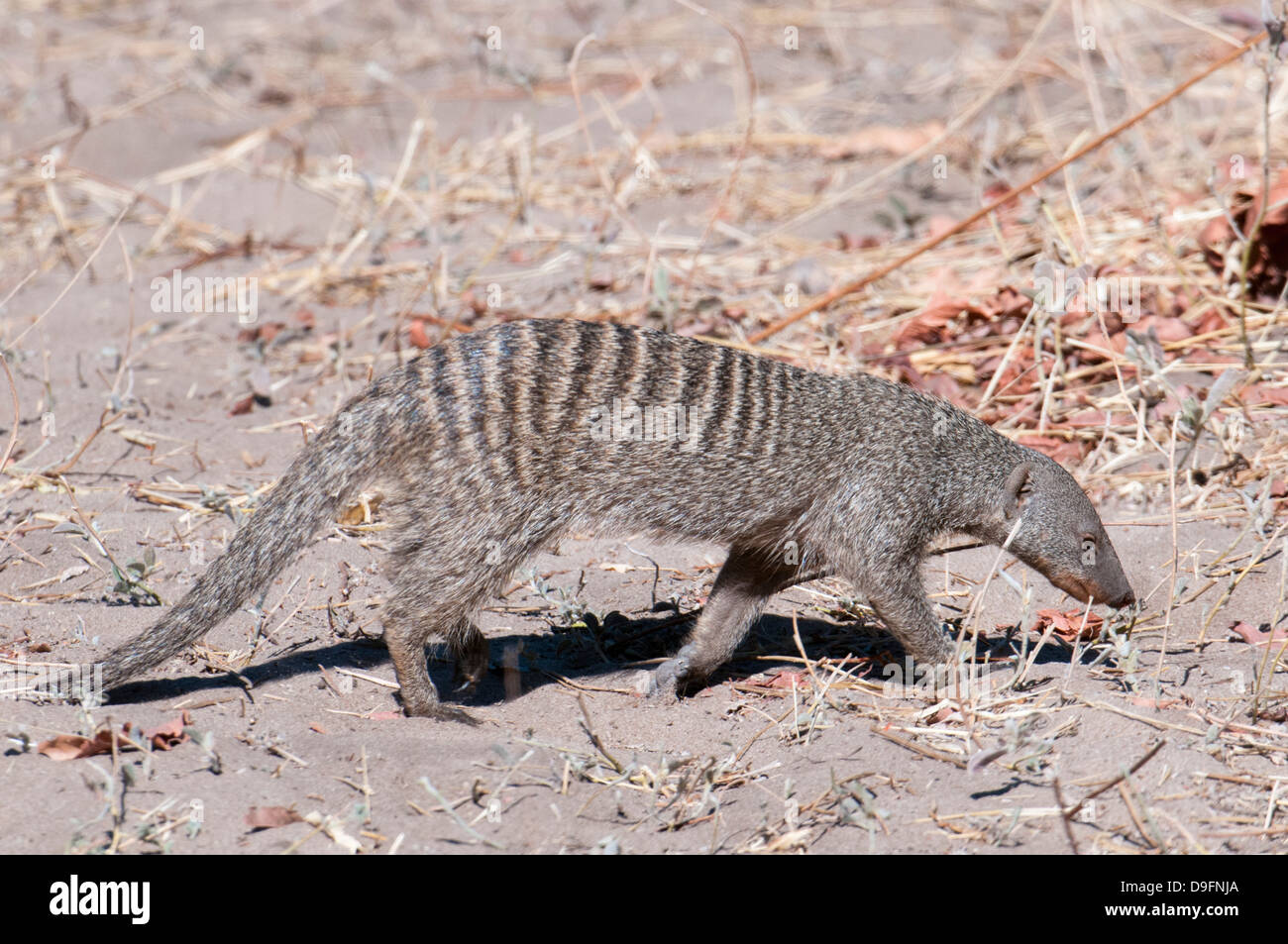 Mungo park africa hi-res stock photography and images - Alamy