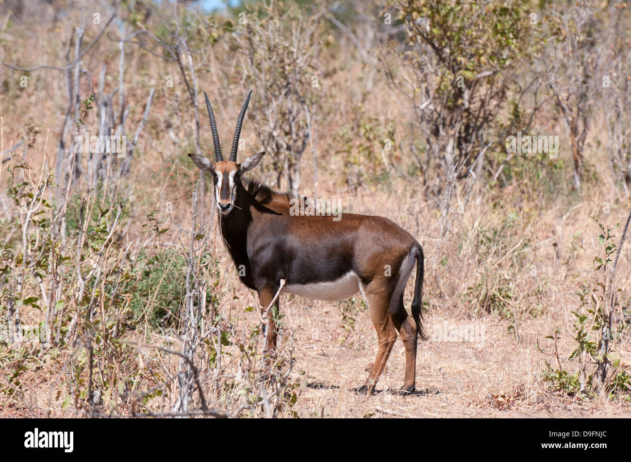 Sable antelope (Hippotragus niger), Chobe National Park, Botswana ...
