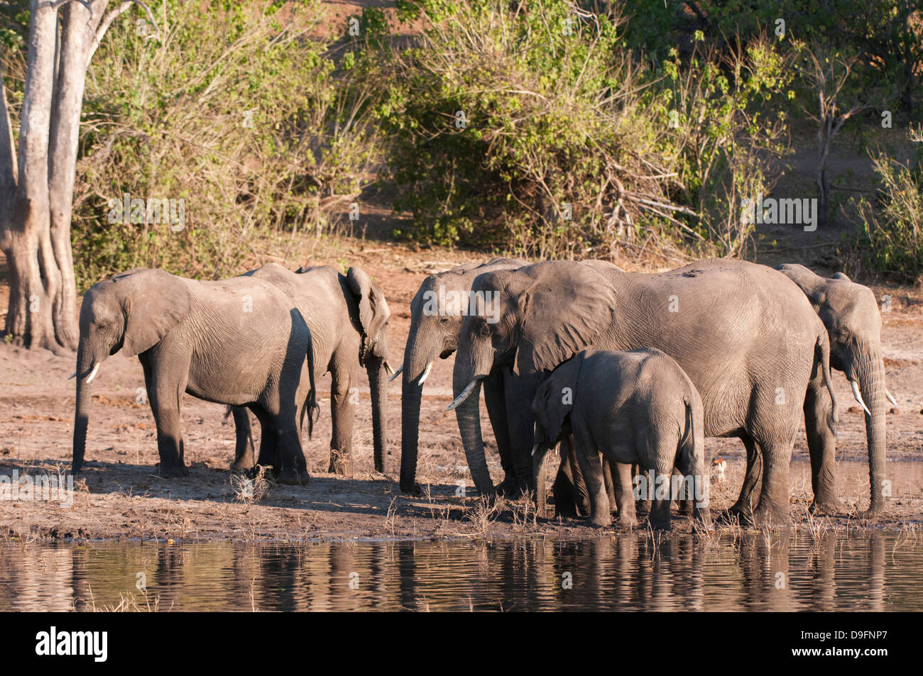 African elephants chobe national hi-res stock photography and images ...