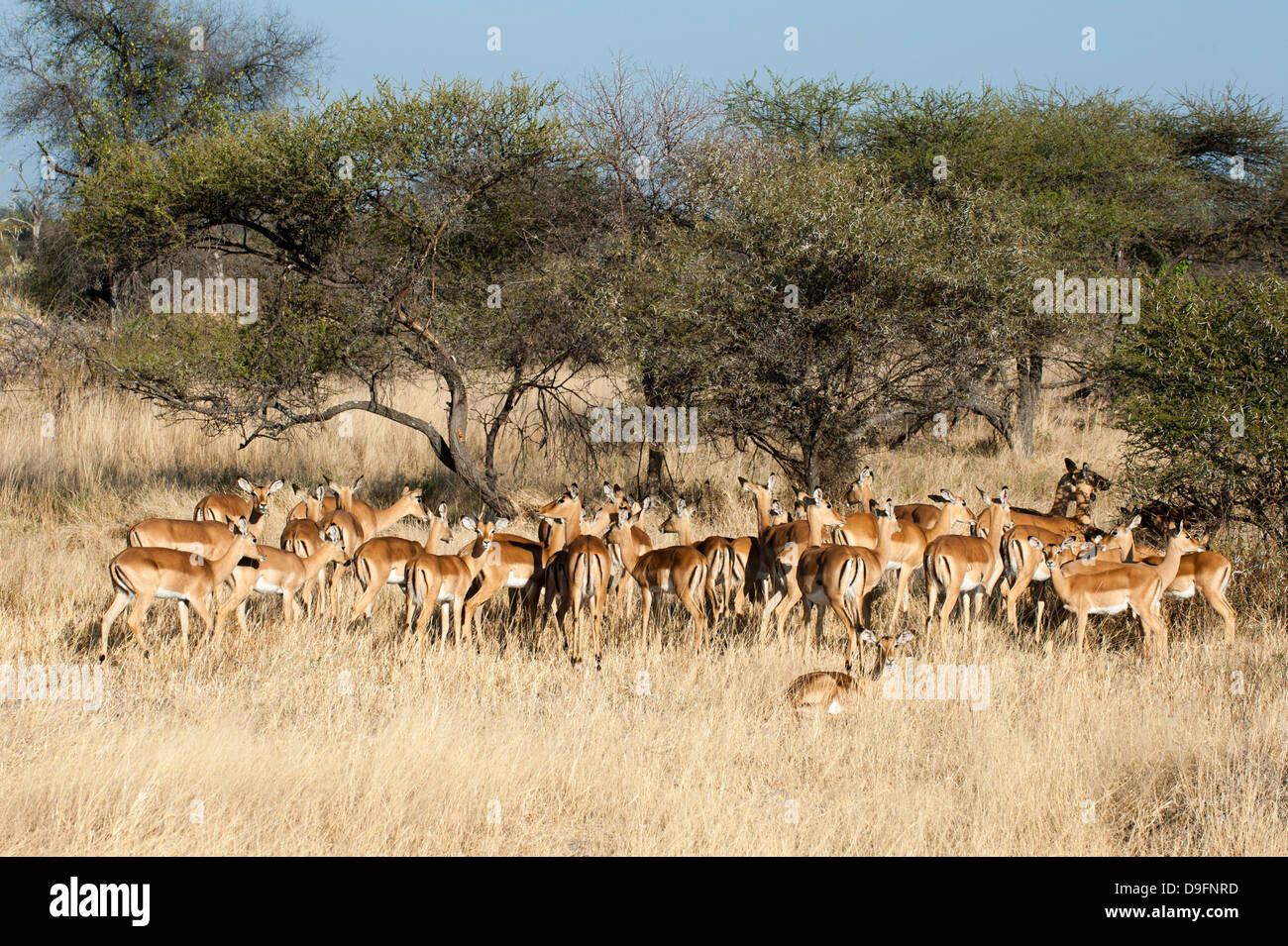 Impala (Aepyceros melampus), Chief Island, Moremi Game Reserve ...