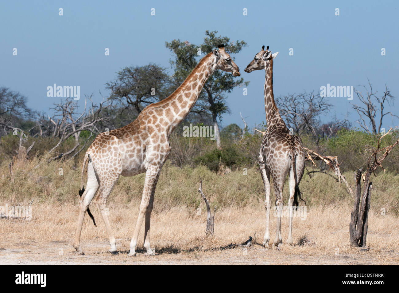 Southern giraffe (Giraffa camelopardalis), Chief Island, Moremi Game ...