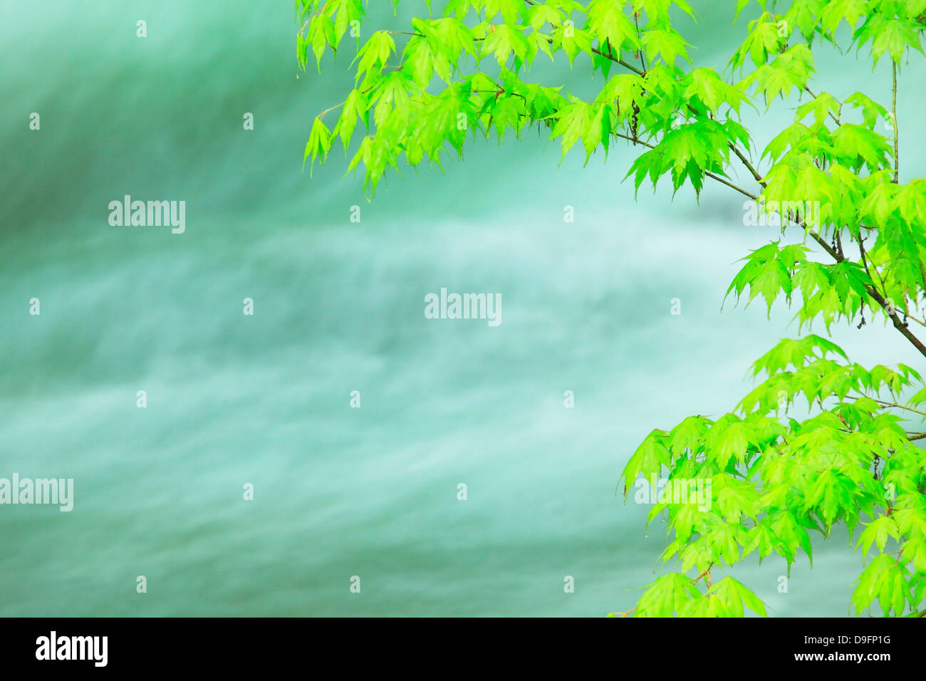 Green leaves and water stream Stock Photo - Alamy