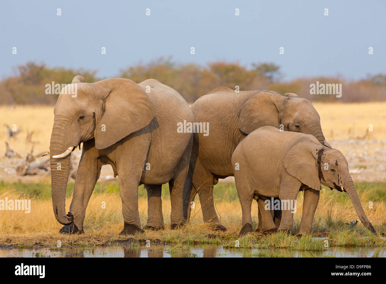 African Bush Elephant, African Savanna Elephant, Afrikanischer Elefant ...